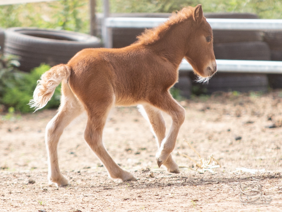 Un bébé pressé vient de naître – Elevage du Mas Ballot